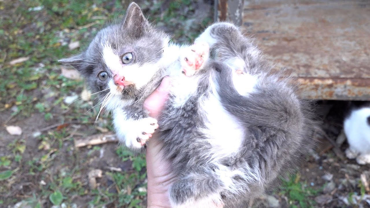 Baby kitten and army of 7 cats - YouTube