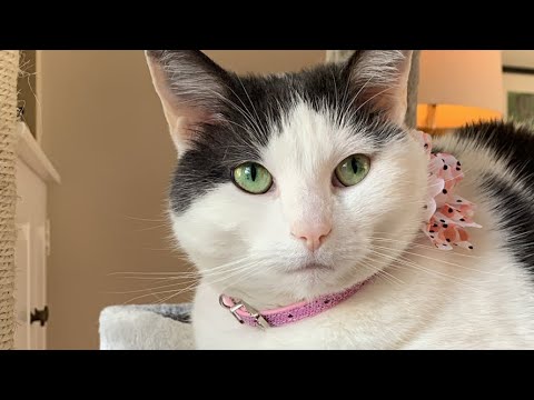 Sydney Cat Is Live 💕 - YouTube