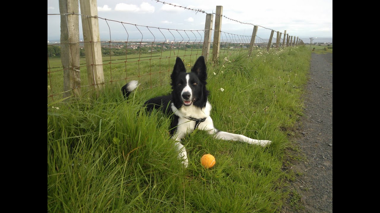 Border Collie Scotland - YouTube
