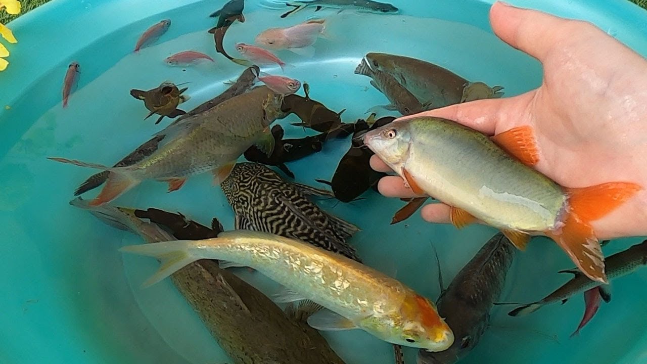 Loach Koi Carp Fish Marble Goby Bumblebee Catfish Pleco Bala Shark ...