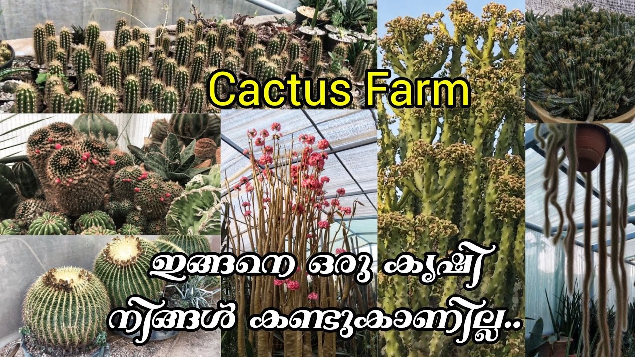 Different types of Cactus / Largest Cactus farm in UAE / Cactus ...