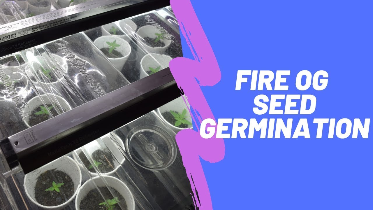 Fire OG Seed Germination - YouTube