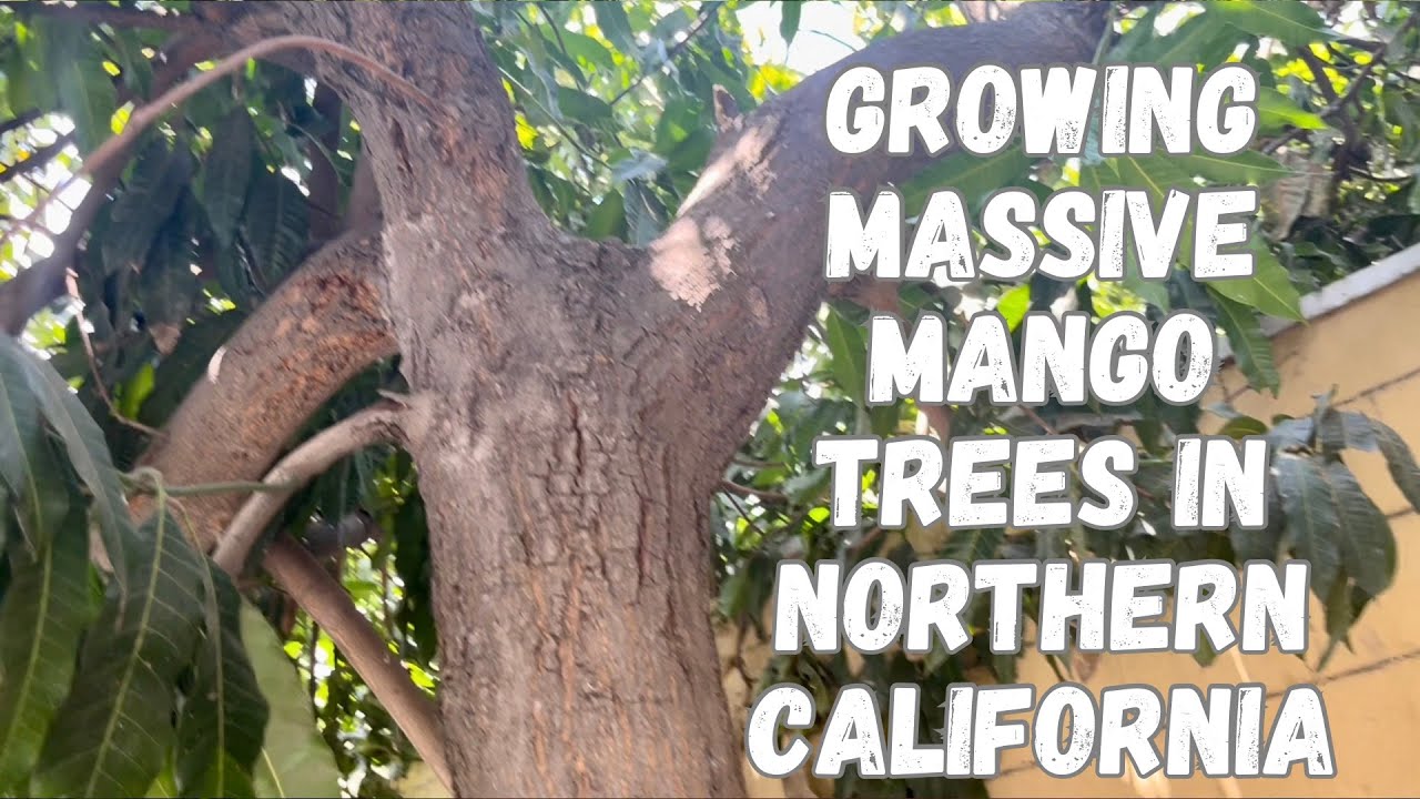 Mango Tree Growing in California Marginal Climates | Micro Climate ...