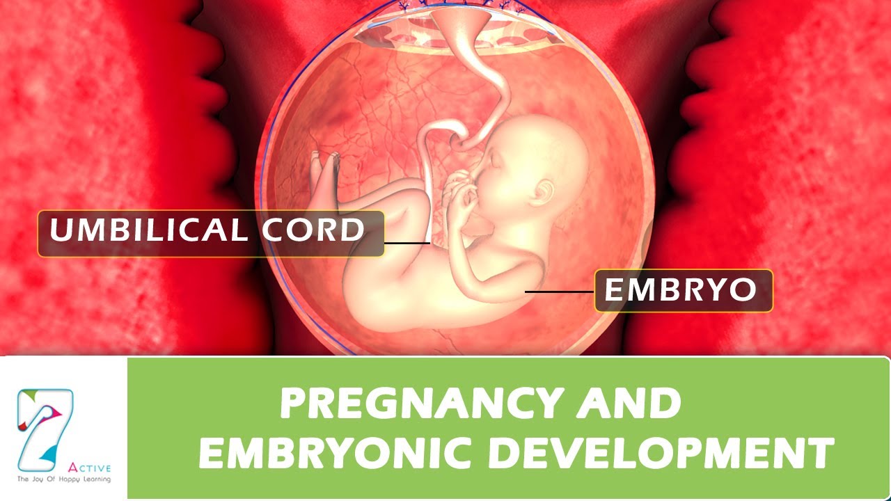 Pregnancy and Embryonic Development - YouTube