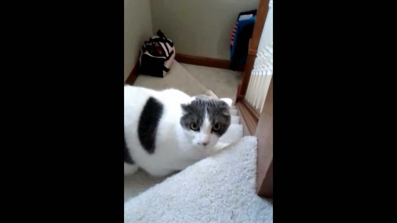 Fat Angry Cat - YouTube
