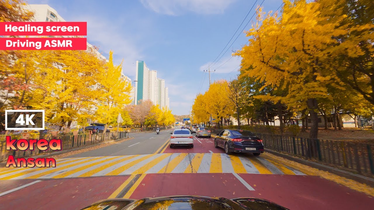 [Driving trip]Ansan Korea a city in the midst of shining autumn foliage ...