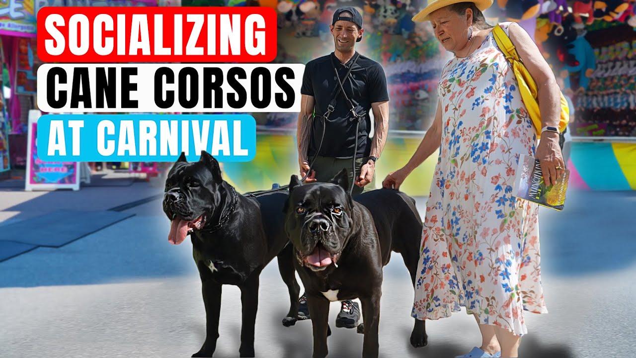 Socializing My Cane Corsos at a Carnival RAW Video - YouTube