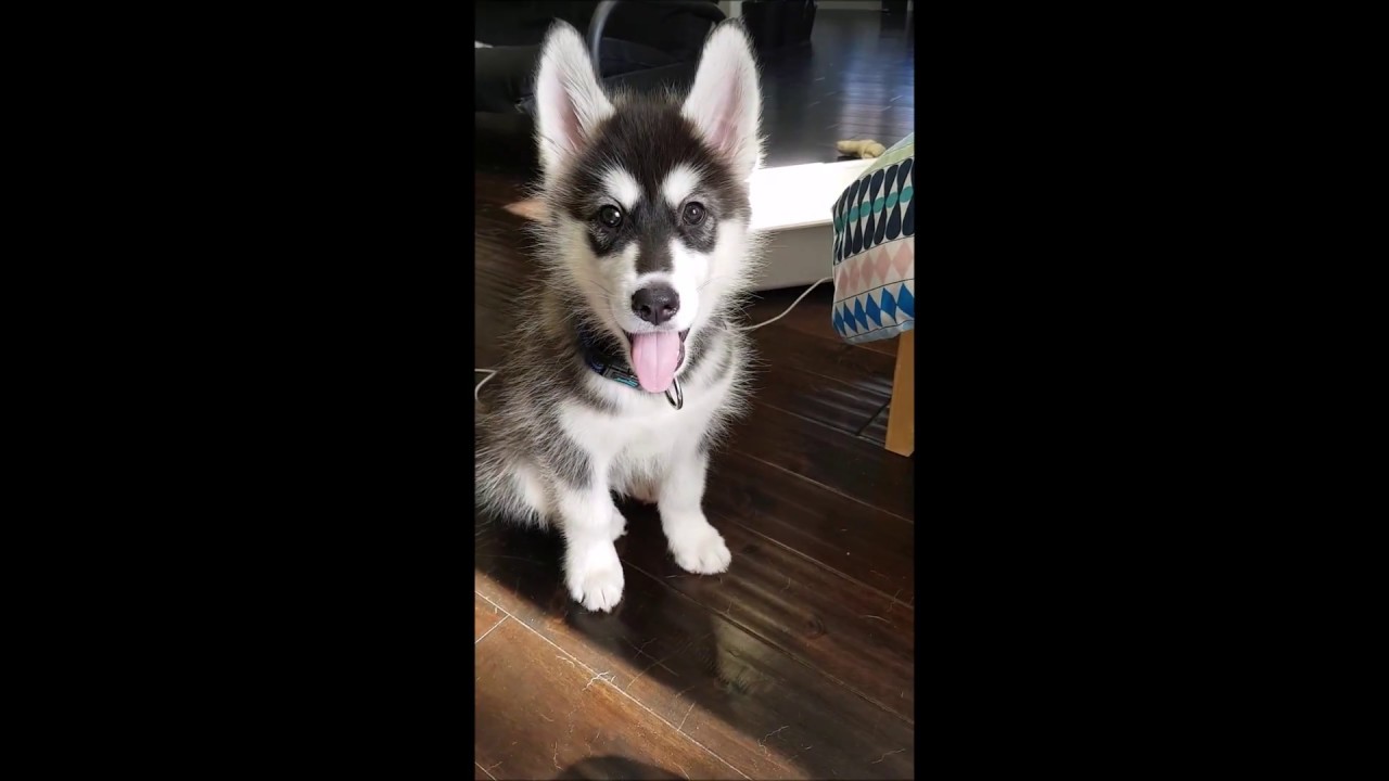 Snow the husky vs lemon - YouTube