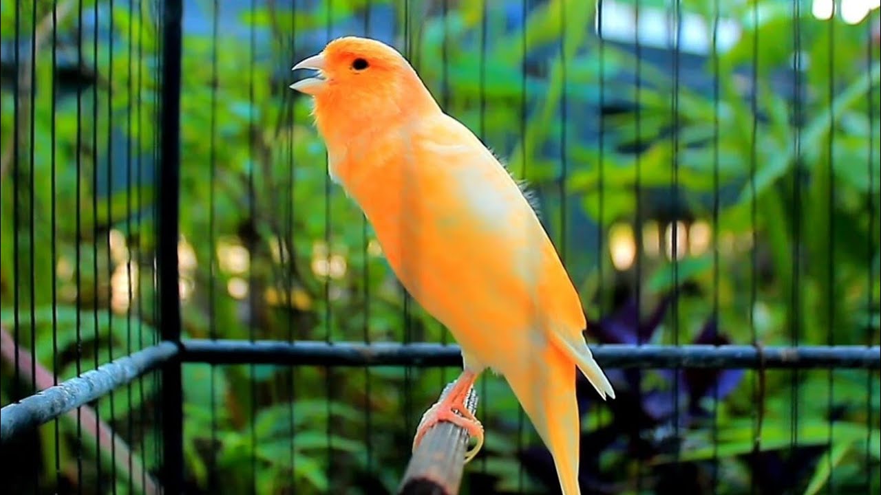 Belgian Canary Whisper Therapy – Relaxing Bird Sounds for Peaceful ...