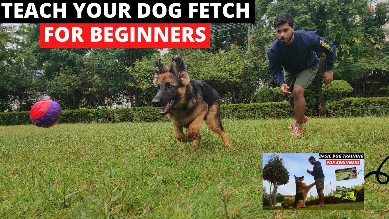 How to teach your dog to play Fetch? | Dog training for Beginners - YouTube