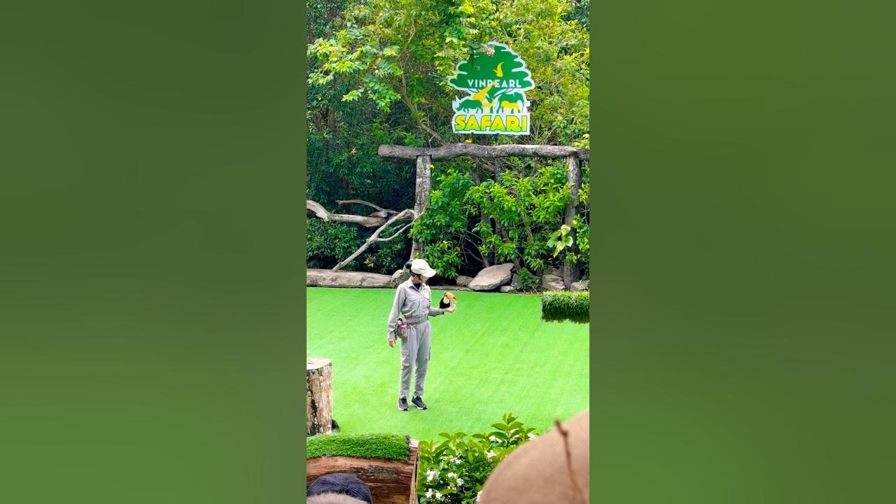 Wow - Chim có mỏ cứng thứ 2 thế giới #phuquoc #safari #safariphuquoc - YouTube