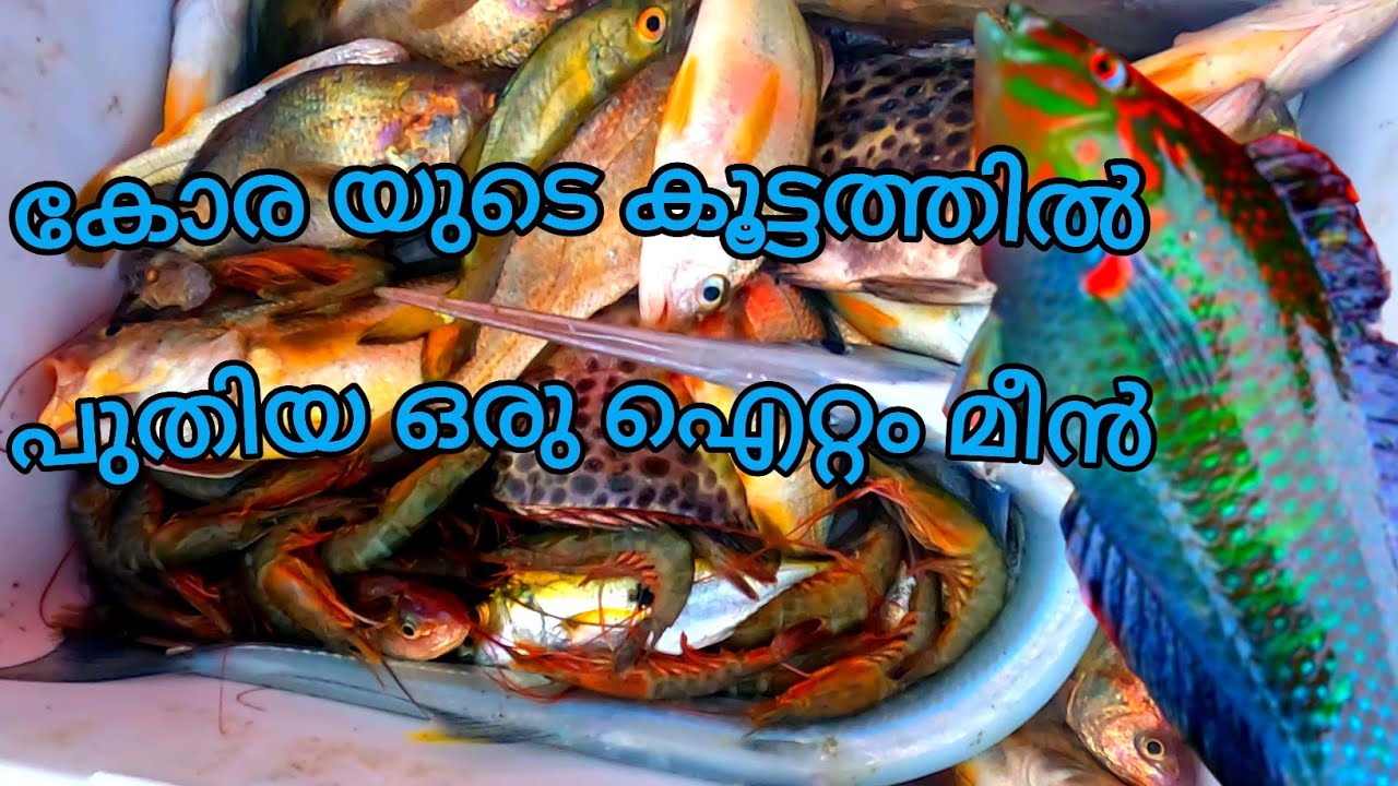 pallikora fishing🎣||പല്ലി കോര fishing||fishing kerala Malayalam||bait ...