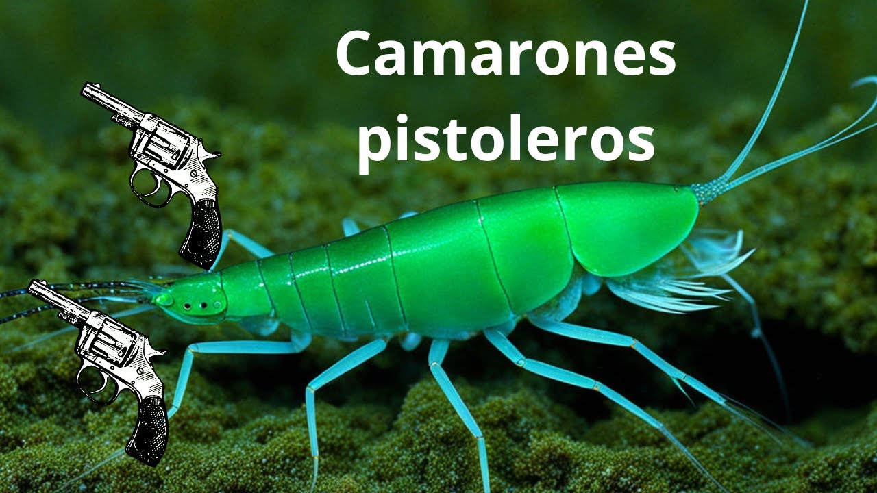 ¡El Camarón Más Letal del Océano! Descubre al Sorprendente Camarón ...