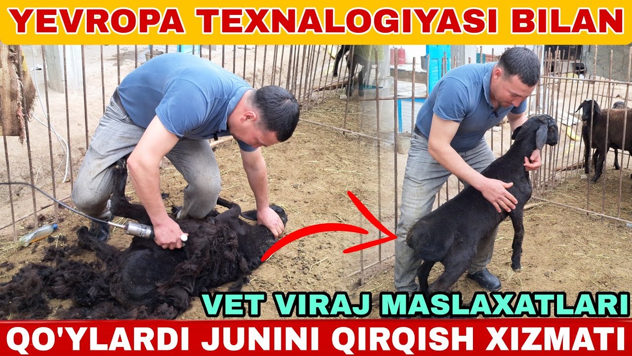 TEZ VA SIFATLI QO'YLARDI JUNINI QIRQISH XIZMATLARI O'ZBEKISTON BO'YLAB - YouTube