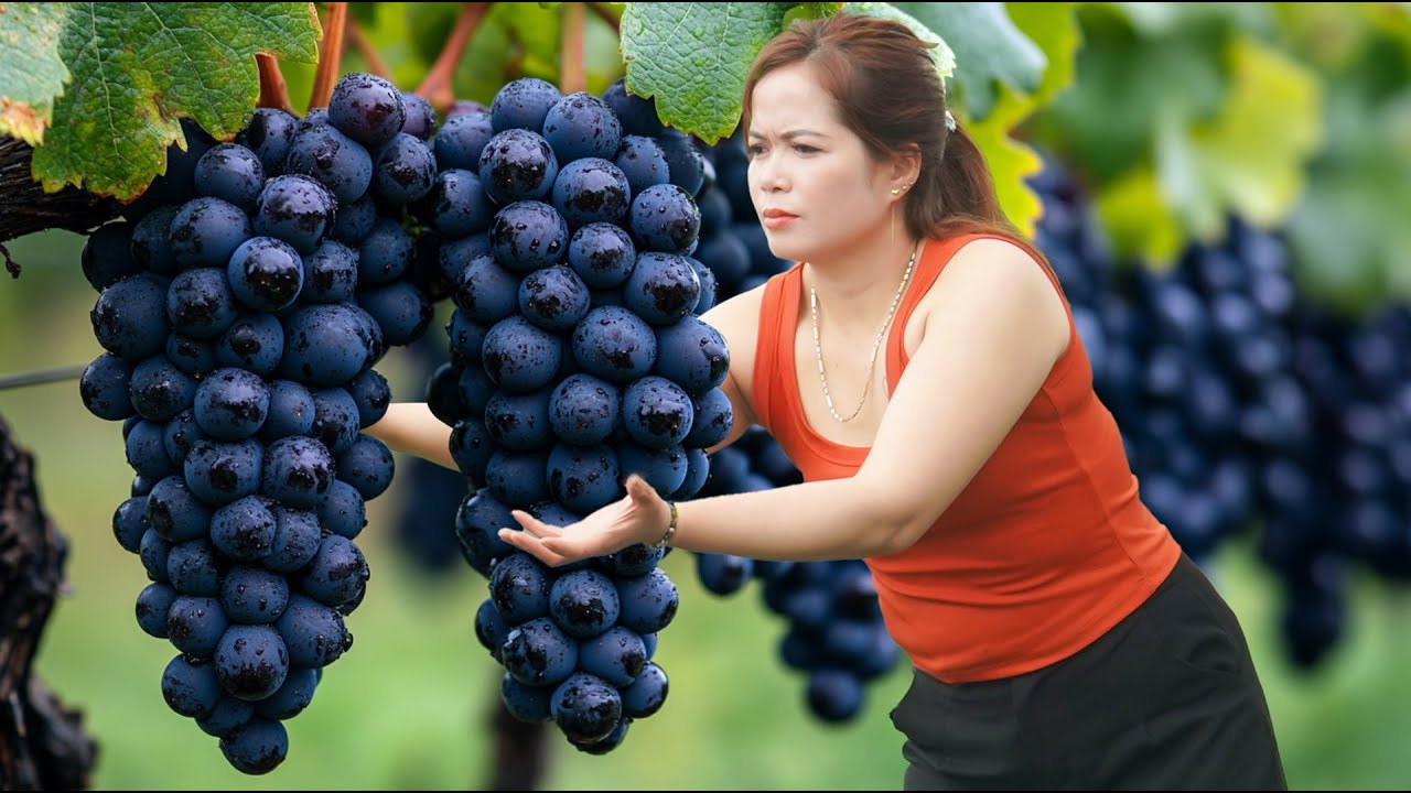 From Farm to Market: The Process of Growing & Harvest Mutant Grapes to ...