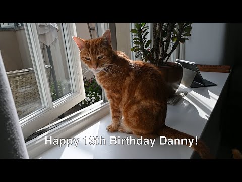 Danny the ginger cat from Cornwall has his 13th Birthday!