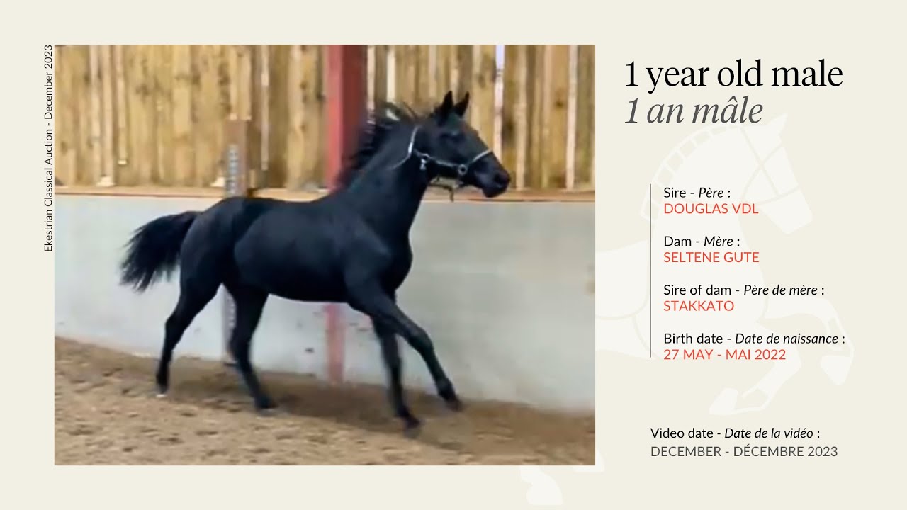 Lot 18 - 1yo male - Douglas VDL x Seltene Gute (by Stakkato) - YouTube