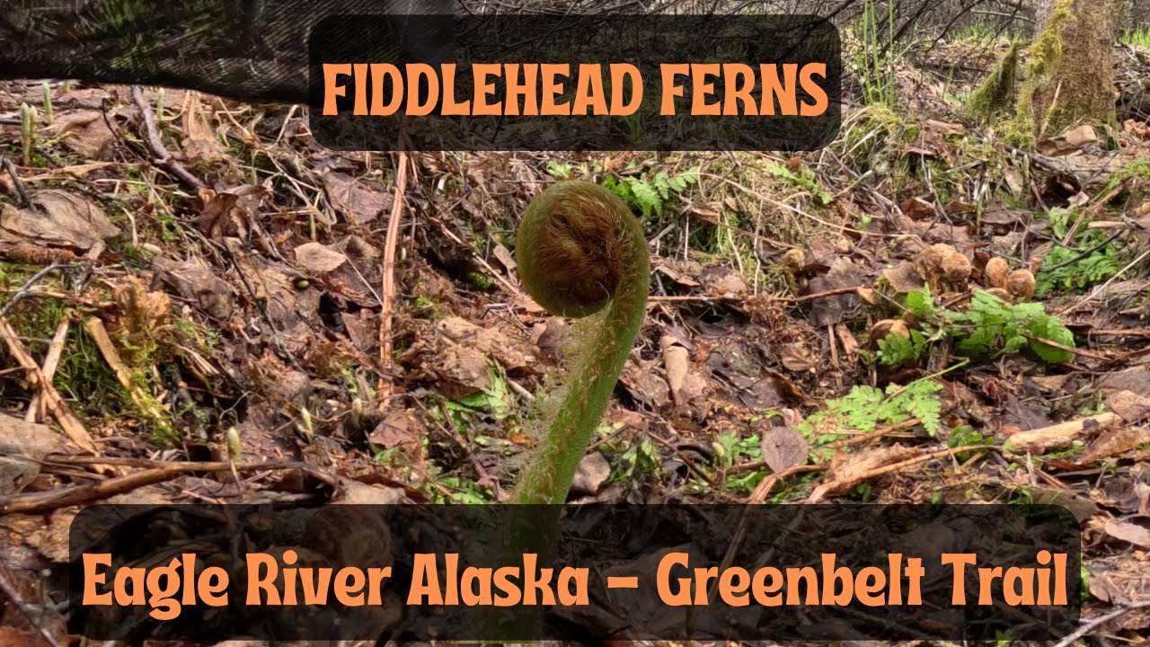 How To Harvest & Cook Fiddlehead Ferns in Alaska - YouTube