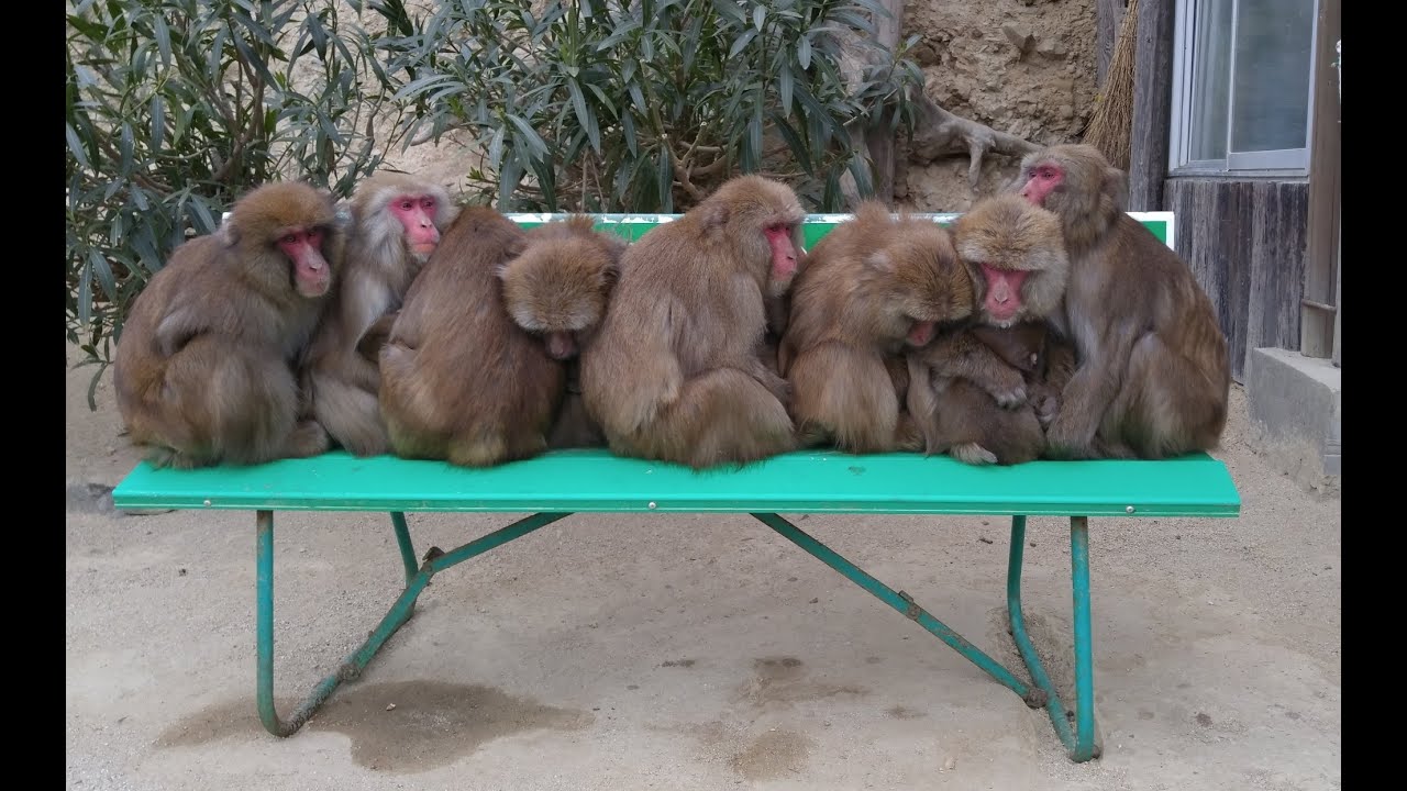 Awaji Monkey Center 淡路島モンキーセンター Sumoto Awajishima Japan - Full ...