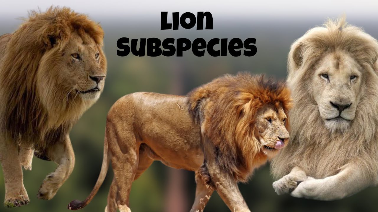 All lion subspecies - YouTube