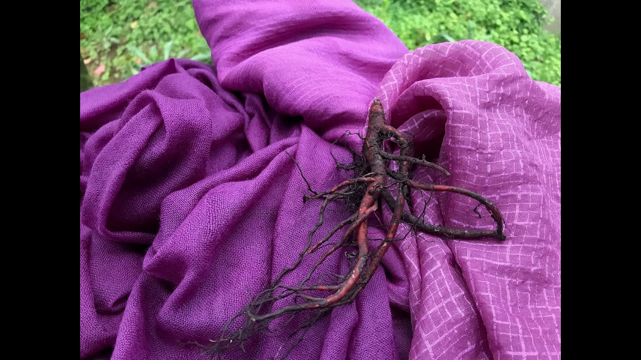 "Boraginaceae, purple root" the dyeing process(Automatic translation ...