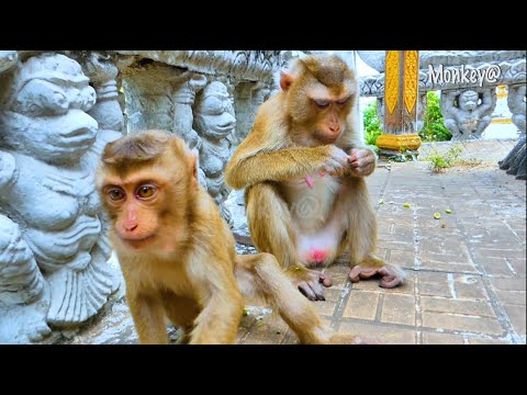 Happiness to eat..! SARO and his mother SARIKA monkey are happy to eat ...