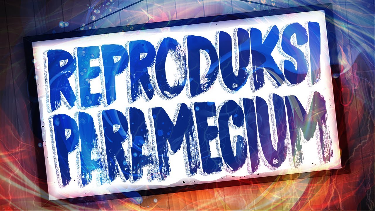 Reproduksi Paramecium - YouTube
