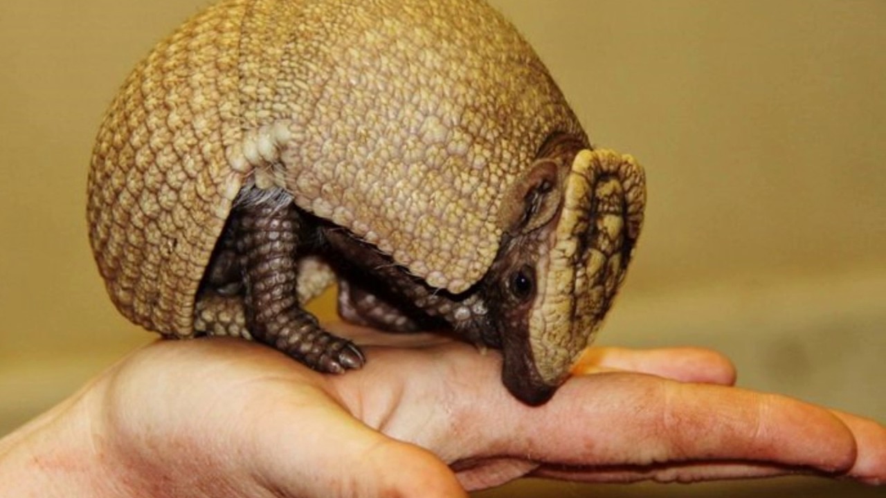 Baby armadillo pictures compilation - YouTube