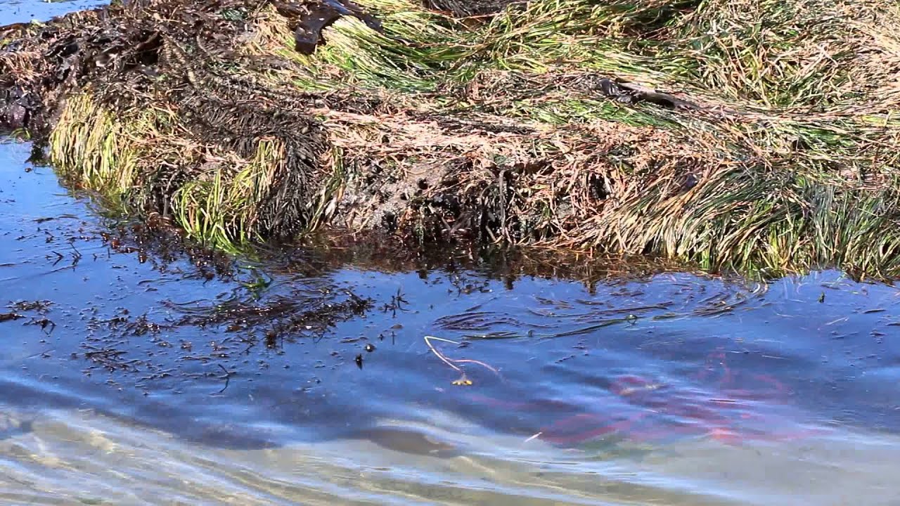 Best tide pool find EVER - Giant Pacific Octopus!! - YouTube