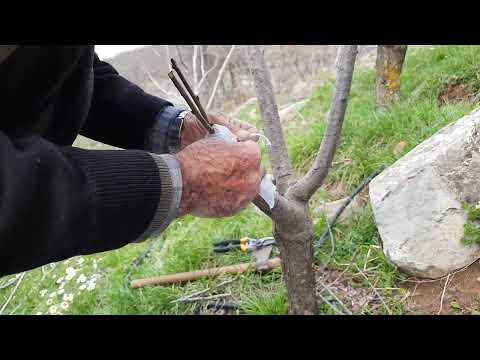 Erik Aşısı nasıl yapılır?