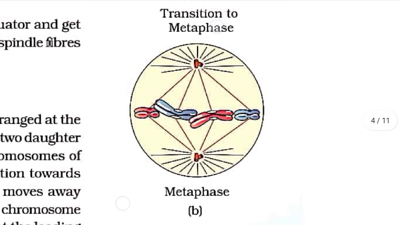 +1 Biology CELL CYCLE AND CELL DIVISION MODULE-4 - YouTube