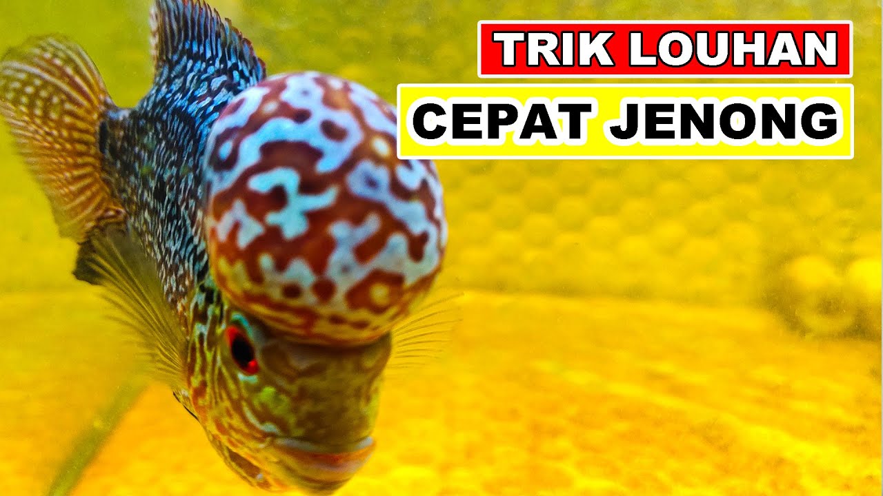 Perawatan Ikan Louhan Agar Cepat Jenong Youtube