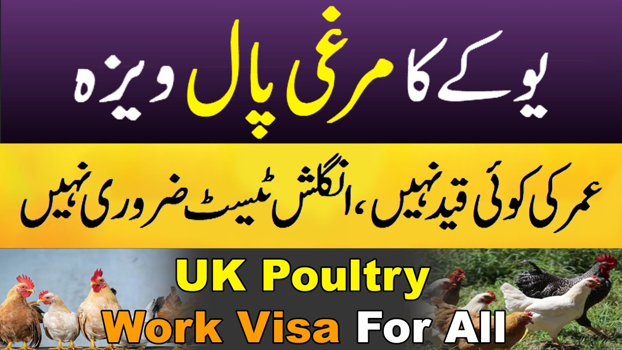 UK Murgi Pal Visa | No IETLS No Age Limit | Minimum Bank Statement ...