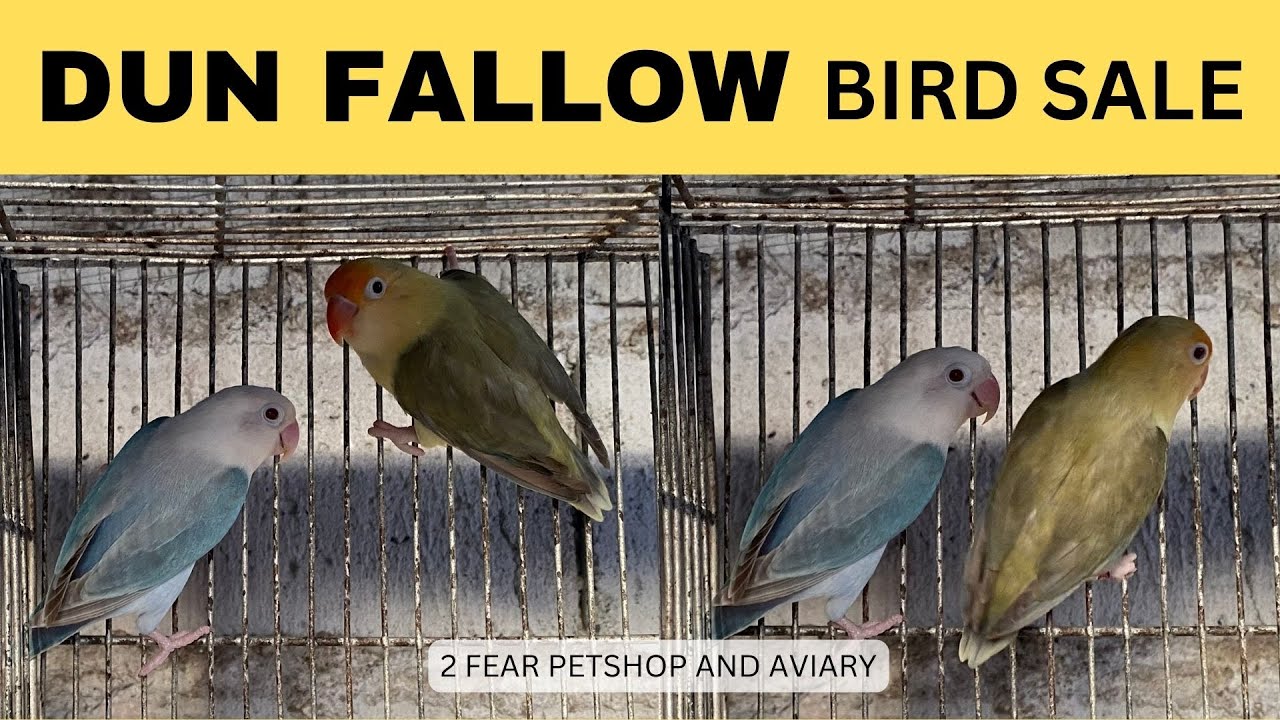 EP 21: DUN FALLOW BIRD SALE | 2FEAR PETSHOP & AVIARY - YouTube