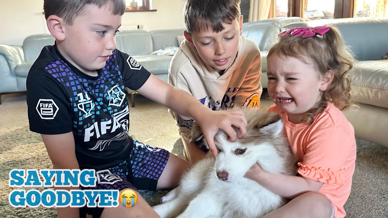 All The Family Saying Goodbye Tank The Giant Fluffy Husky Puppy! He Is So FLUFFY!😭. - YouTube