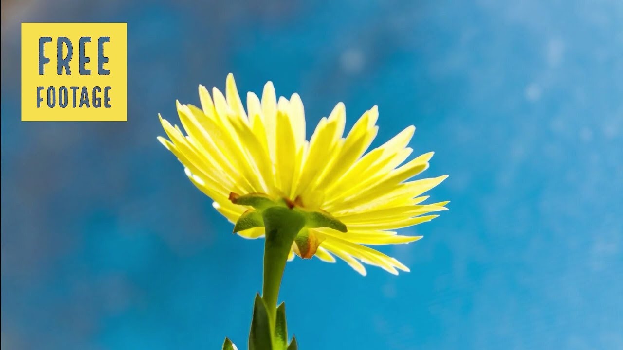 15 Beautiful Flowers Free Stock Video Footages | Flowers Blooming ...