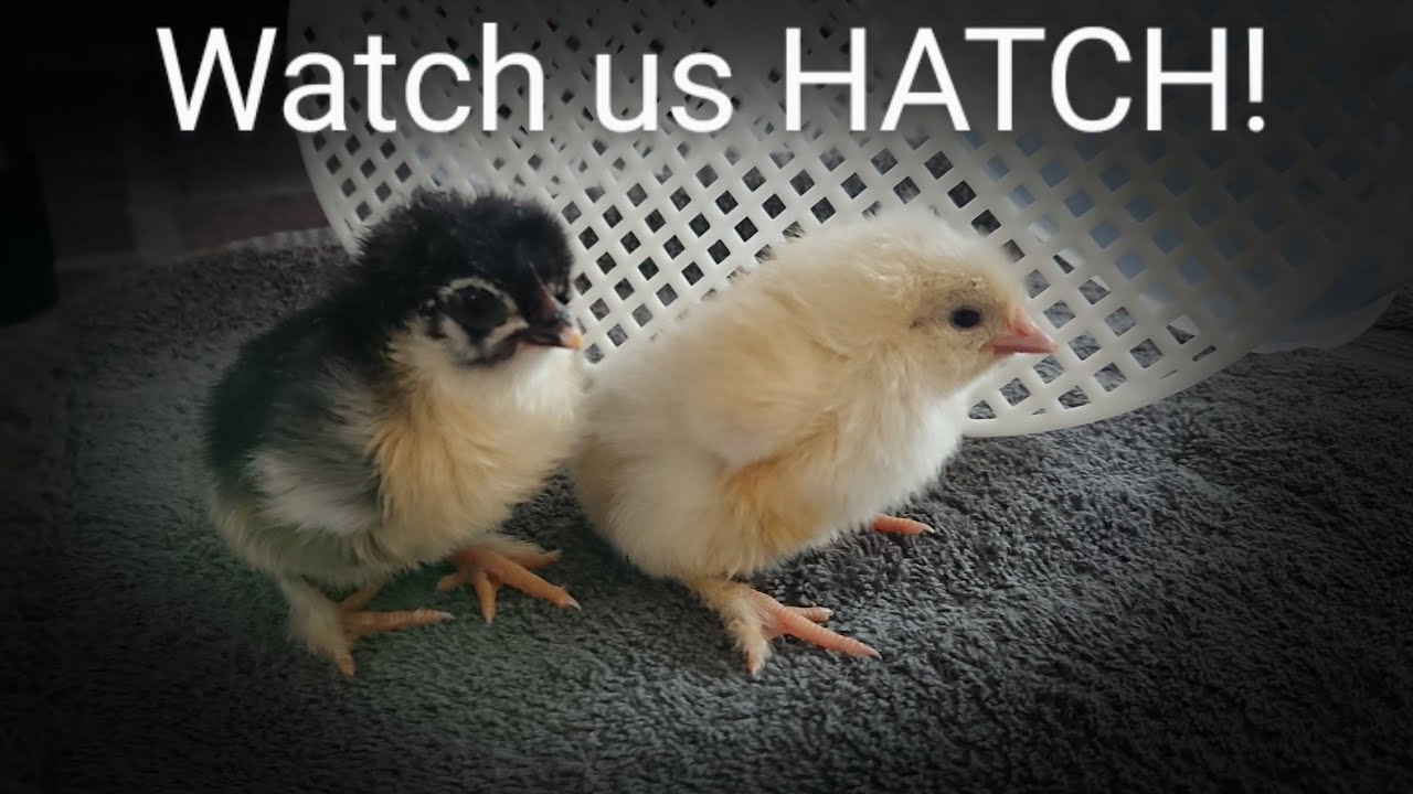 Baby Chicks Hatching 1 - YouTube
