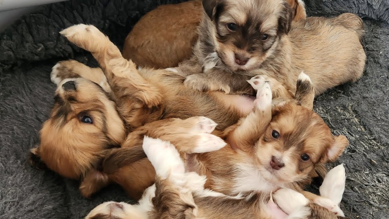 Honey's puppies born February 14th 2024, puppies at 4 weeks old! - YouTube