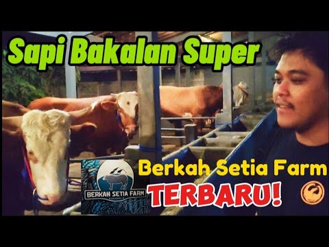 SAPI SETIA FARM TERBARU 2024 _ BELUM ADA MASKOT KANDANG - YouTube