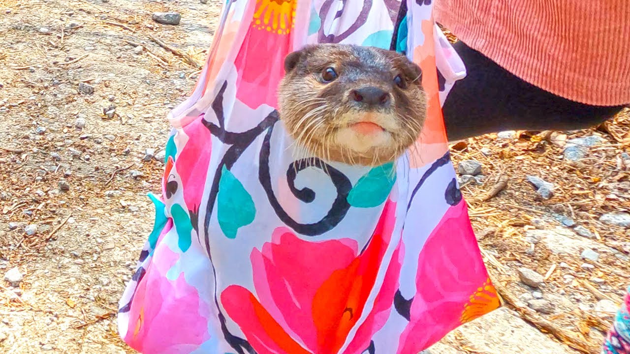 [Original Video] Otter Sleeping Like a Baby by the River - YouTube
