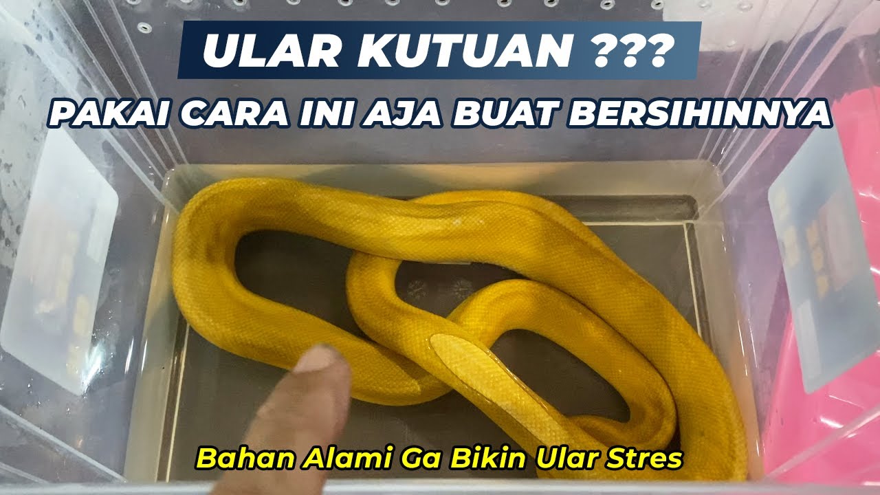 Tips Menangani Kutu Pada Reptile Dengan Cara Alami - YouTube