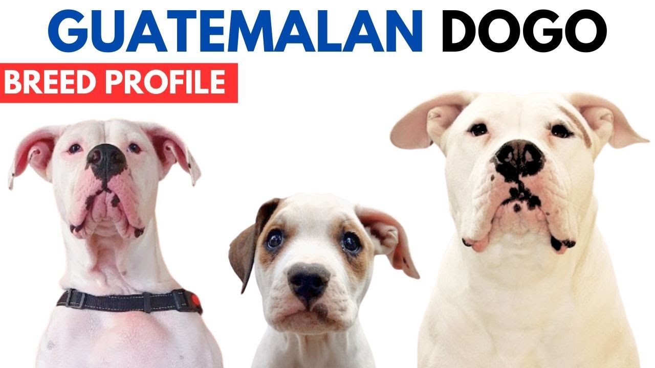 Guatemalan Dogo Breed Profile History - Price - Traits - Dogo ...
