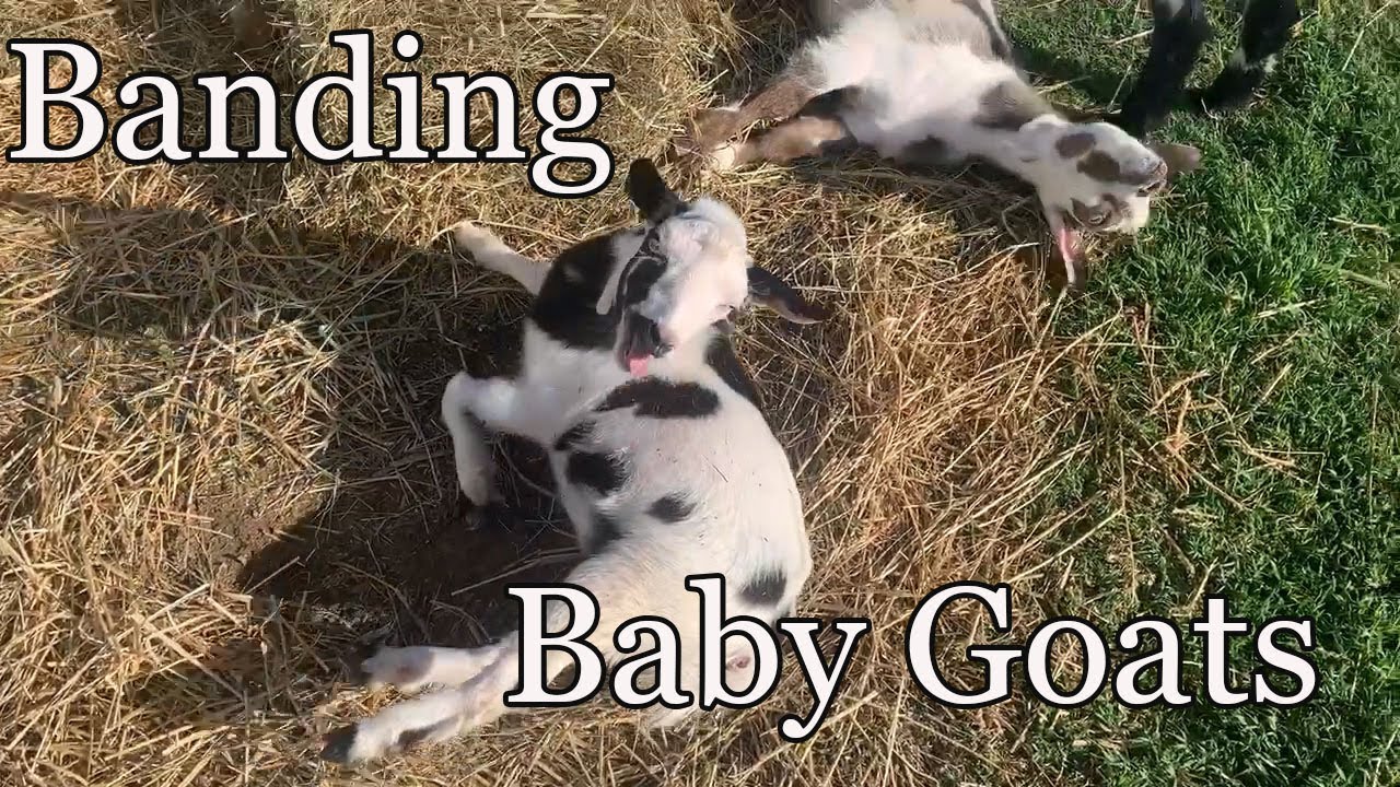 Banding A Goat - Making A Buckling A Wether - YouTube