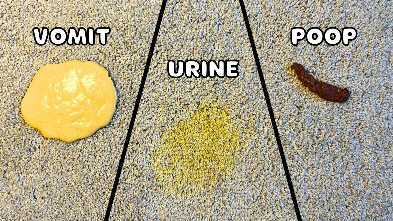 How to Remove Any Pet Stain In Two Steps or Less - Urine, Feces, Vomit ...