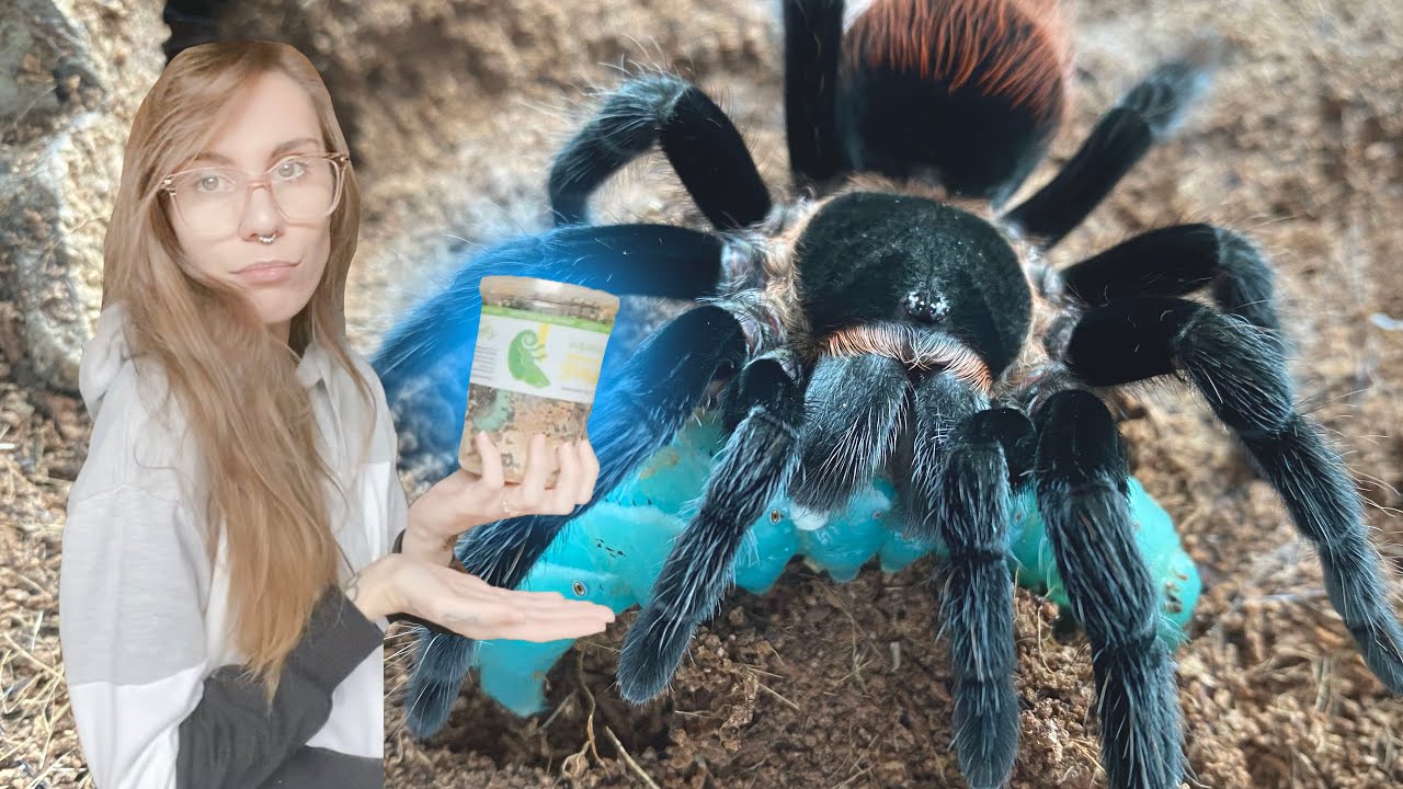 feeding my tarantulas GIANT BLUE WORMS (some epic battles) - YouTube