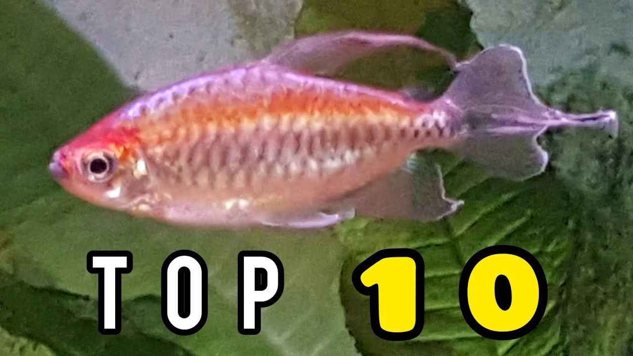 10 PEACEFUL TETRAS for the Community Aquarium - YouTube