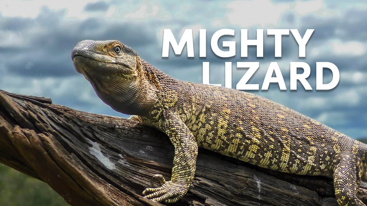 The Biggest Lizard In The World | Monitor Lizard Documentary - YouTube