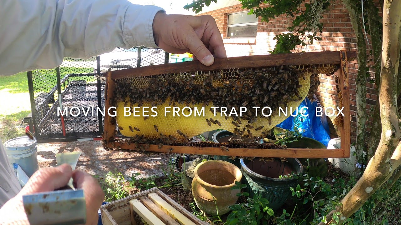 How to Move Bees From Swarm Trap to Hive Box 4K - YouTube