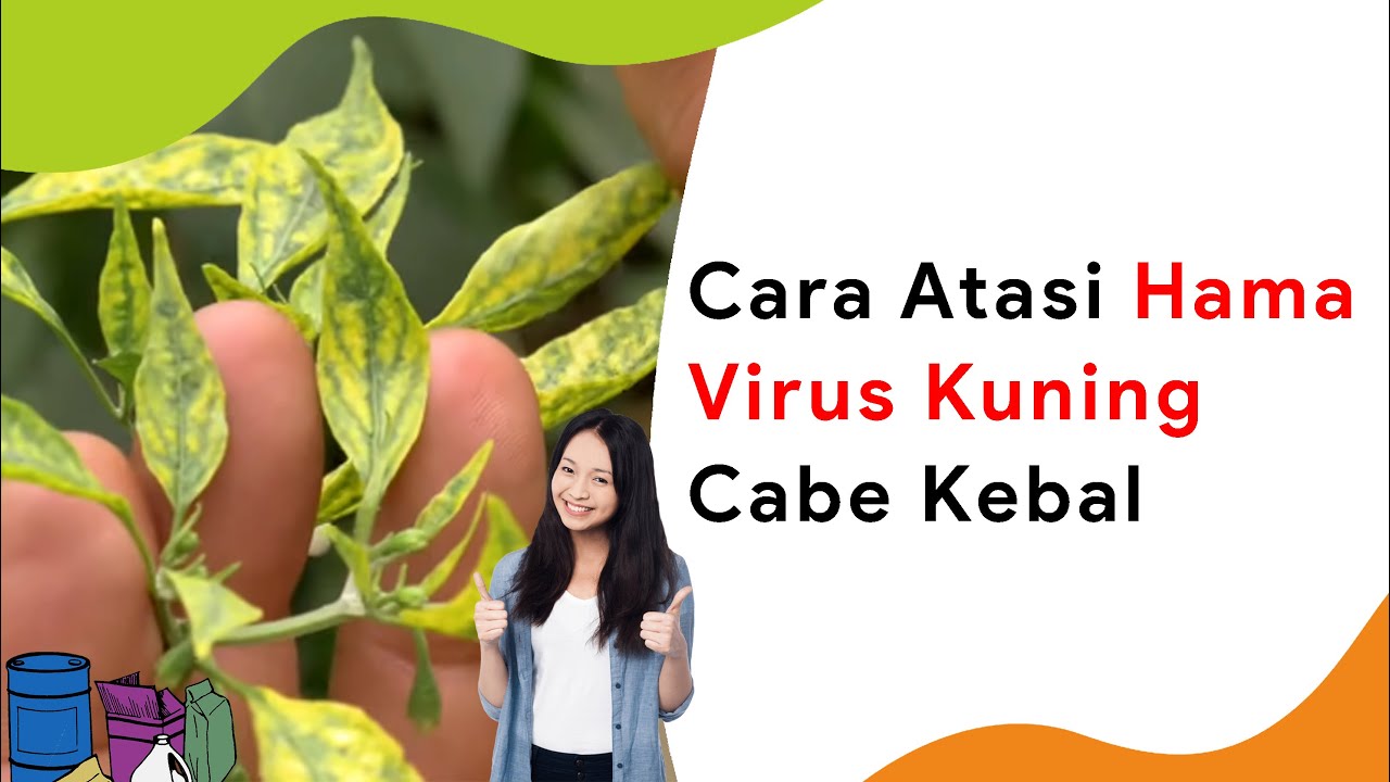 3 Bahan Aktif Atasi Virus Kuning Cabe Musim Hujan, Pengganti Abamektin ...