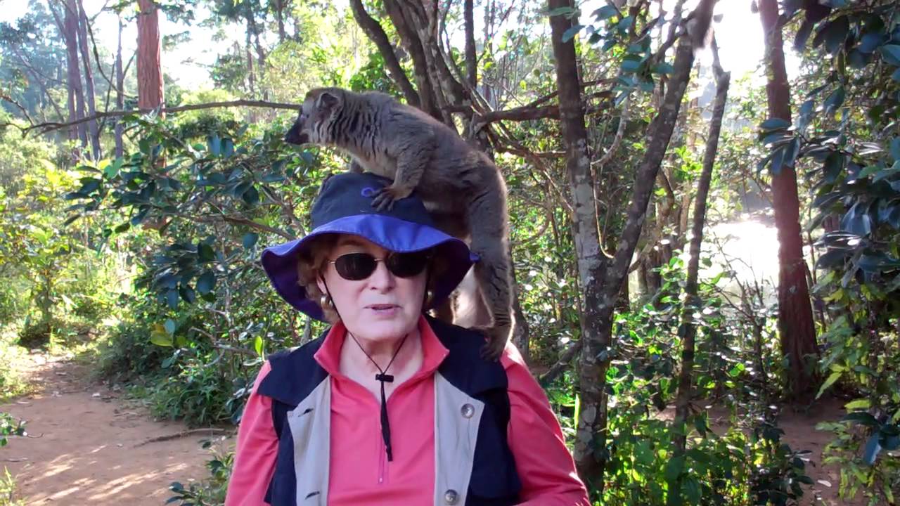 Friendly Lemurs jumping on and climbing on people in Madagascar - YouTube